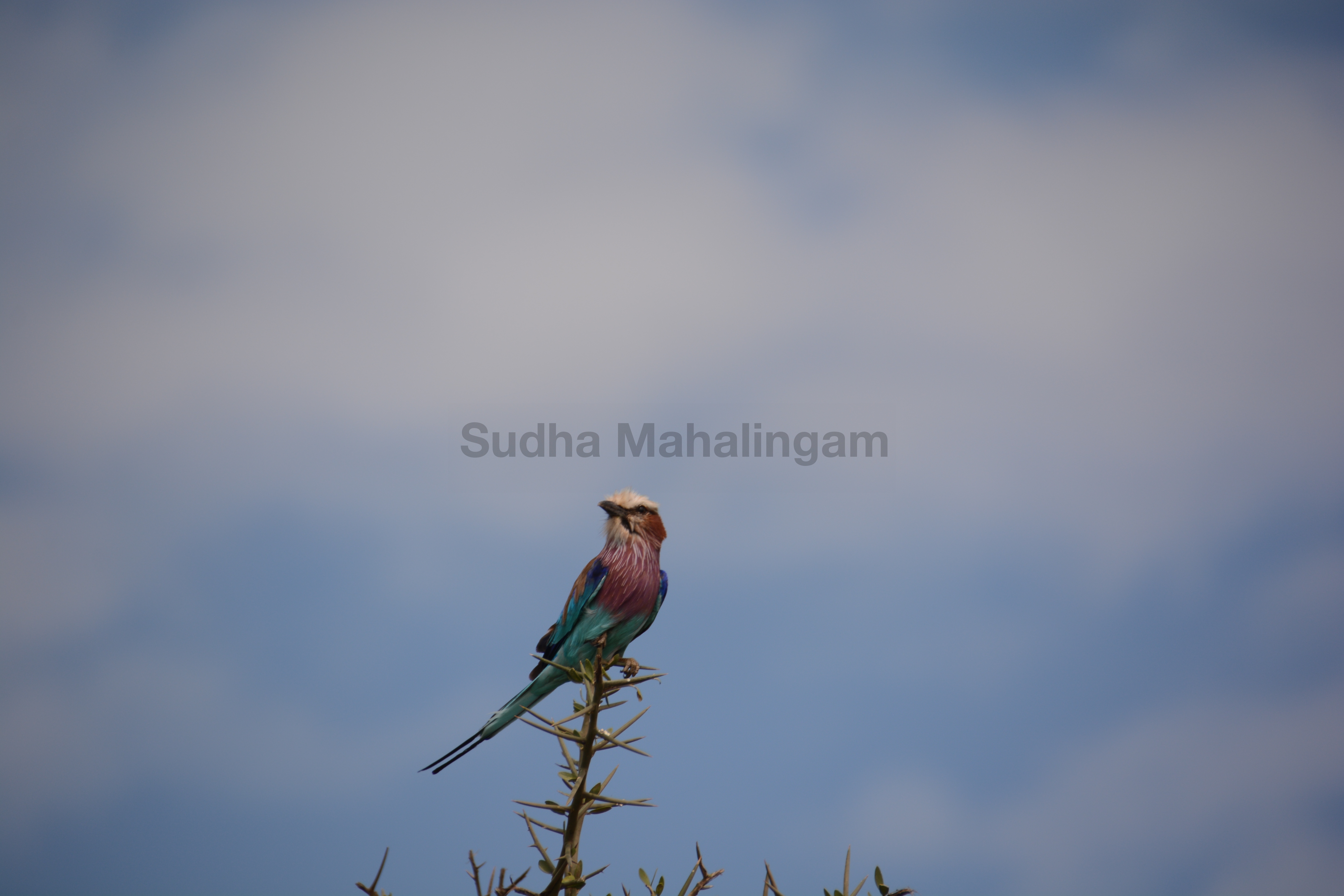 African roller Serengeti – Footloose Indian