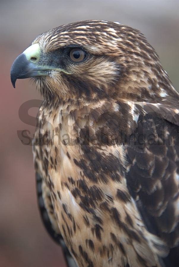 Hawk – Footloose Indian