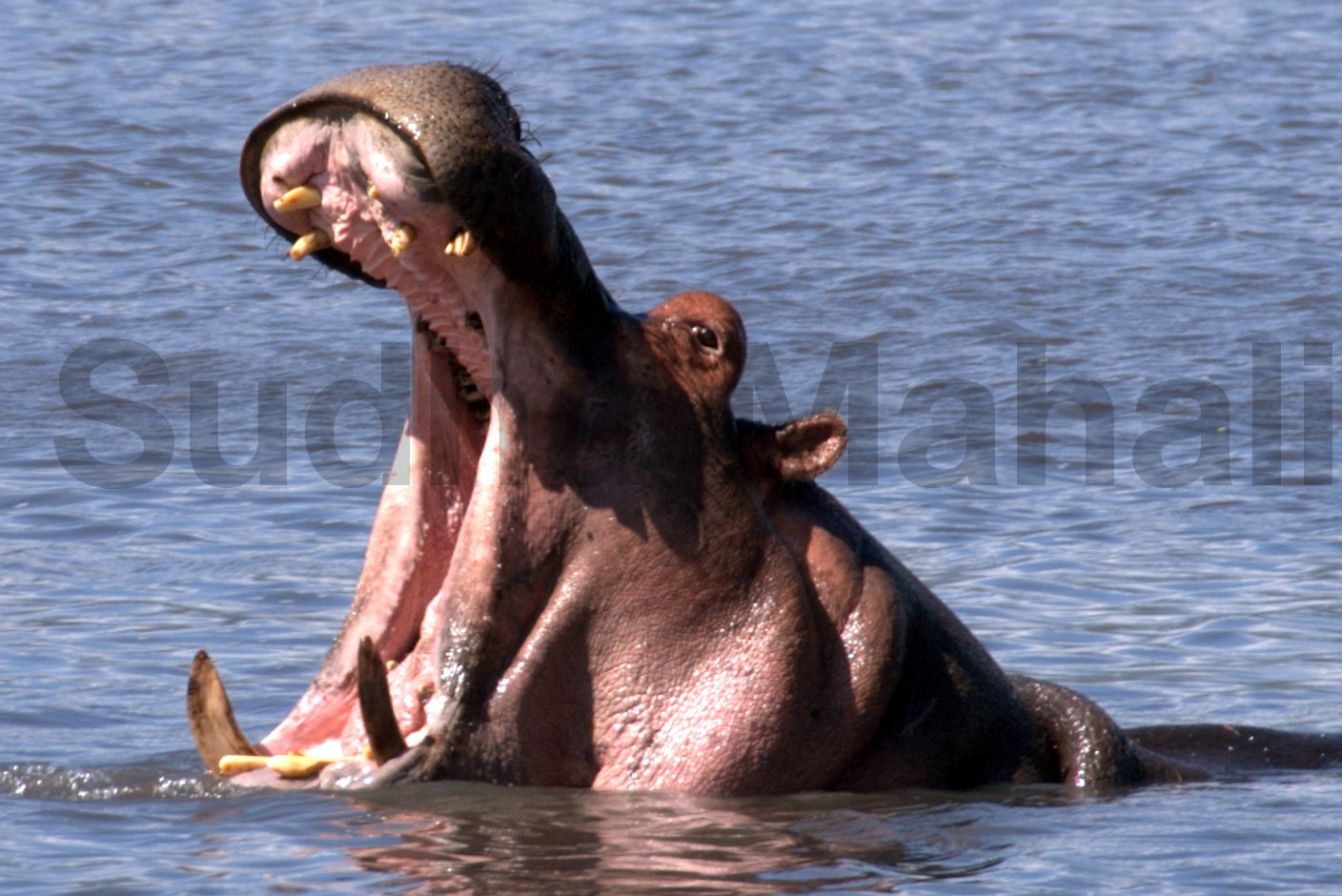 Hippo at its belligerent best, Ngorongoro – Footloose Indian