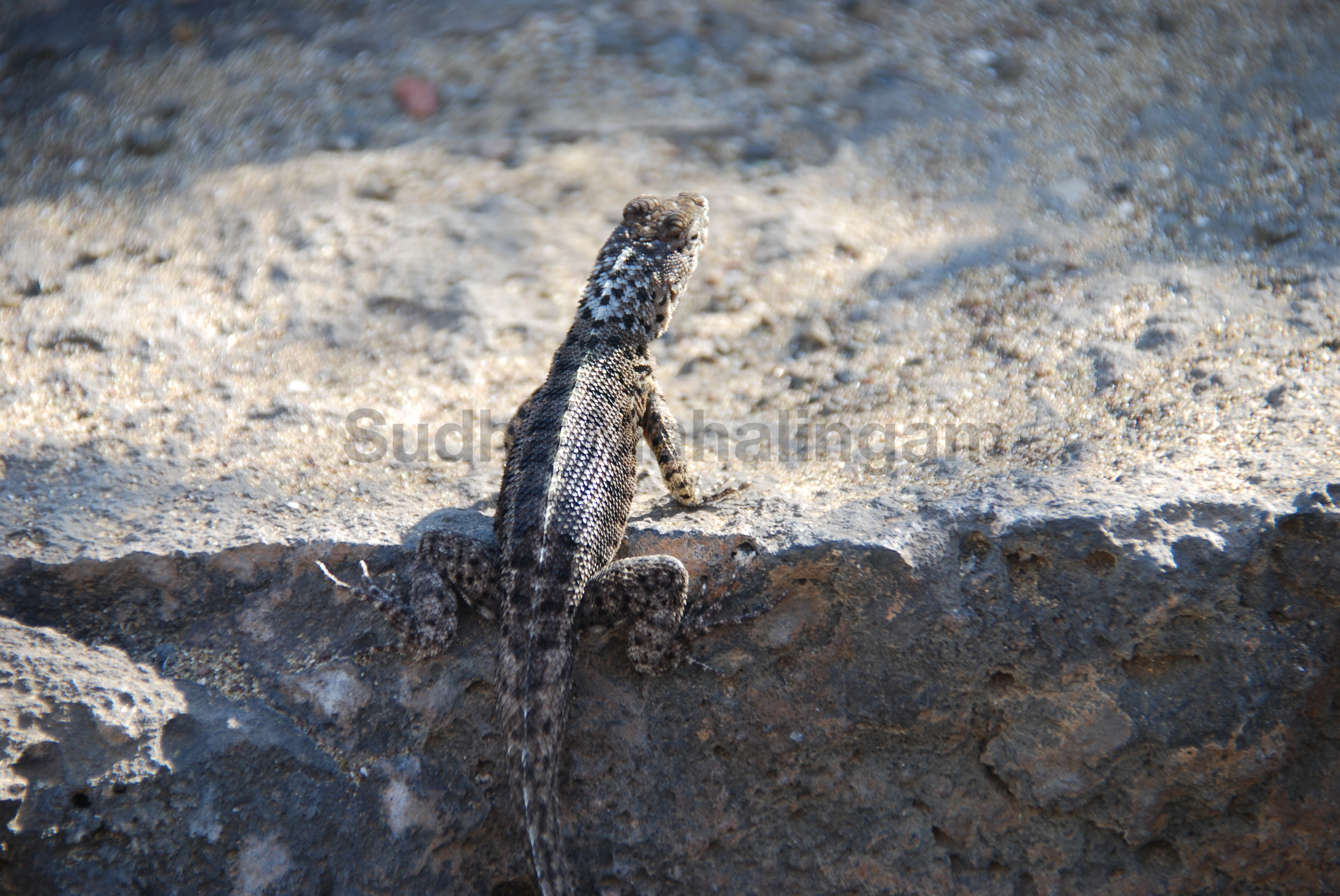 Lava lizard – Footloose Indian
