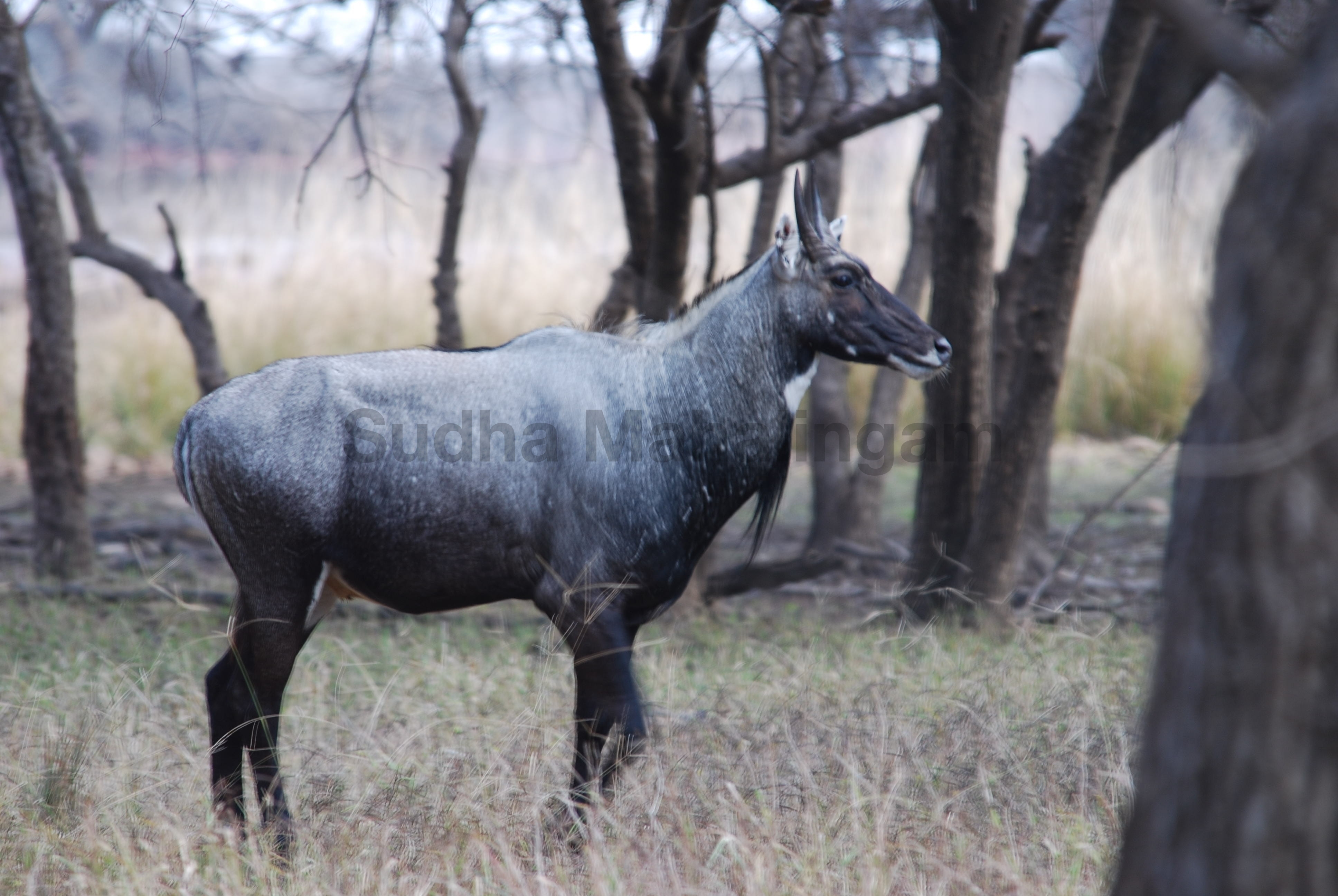 Nilgai – Footloose Indian