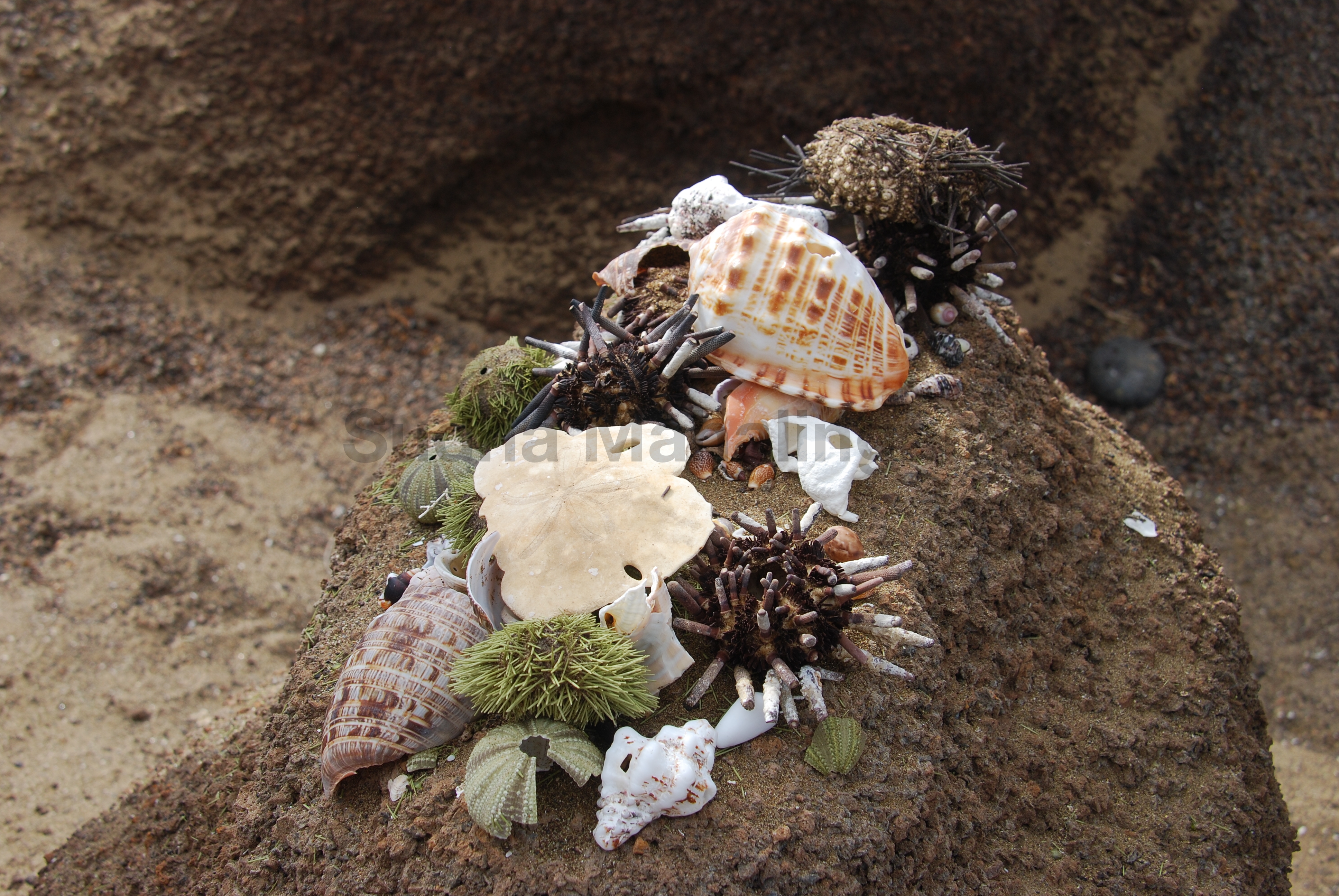 Shell shelf – Footloose Indian